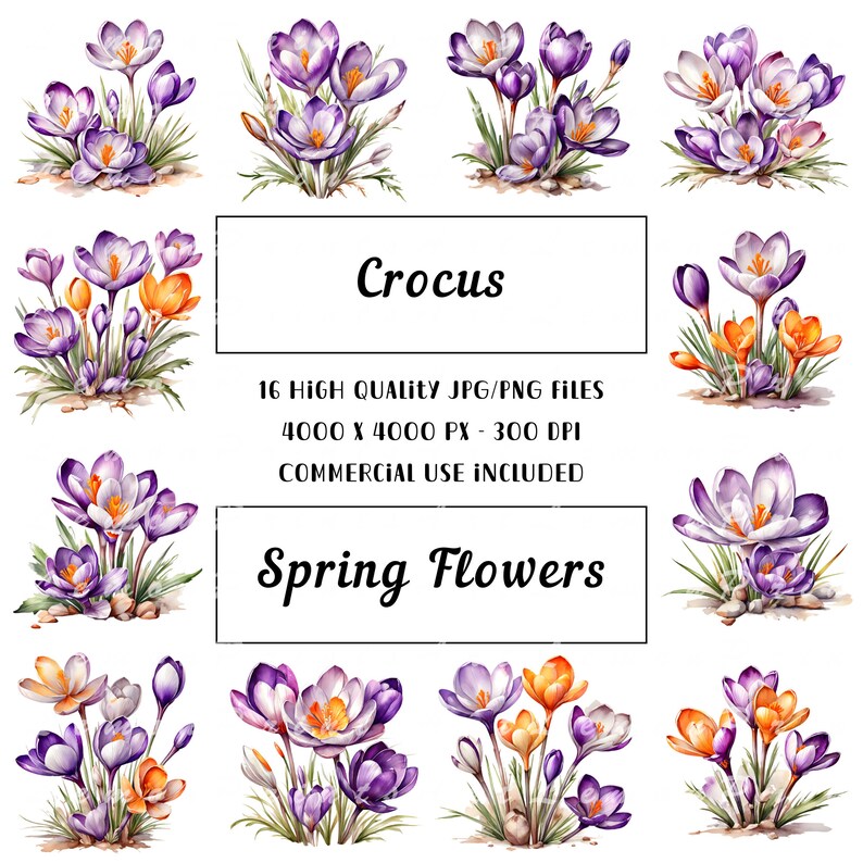 16 Crocus Clipart, Spring Flowers Clipart, Purple Flowers, High Quality ...
