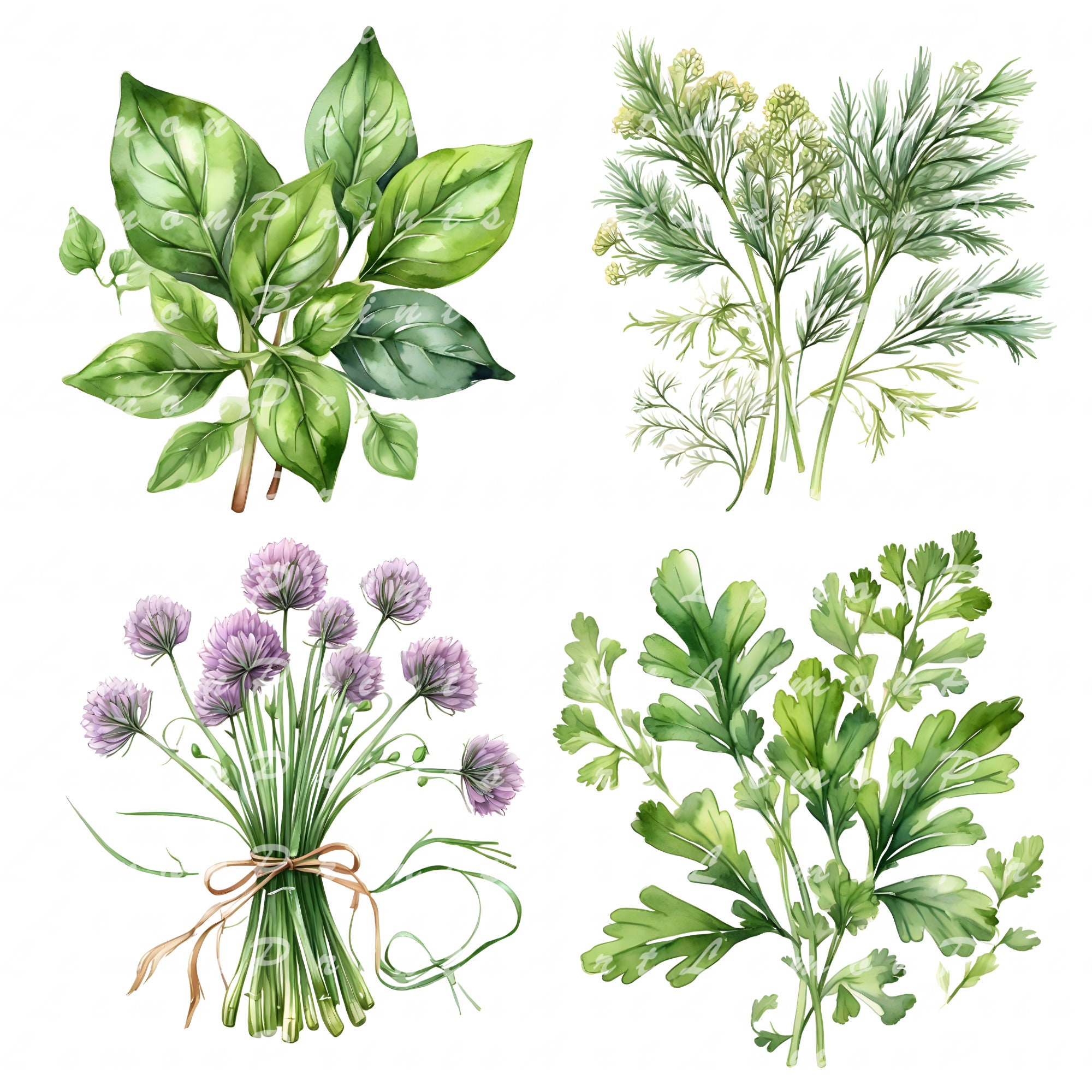 12 Cooking Herbs Clipart, Watercolor Spice Clipart, High Quality PNG ...