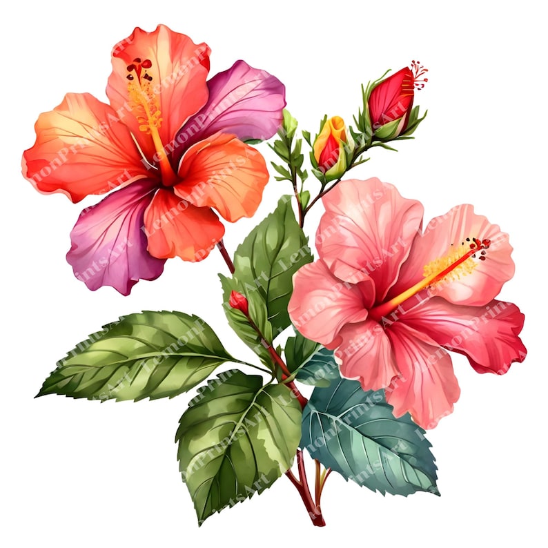 64 Hibiscus Flower #2 Clipart, Tropical Flower Graphics, High Quality ...