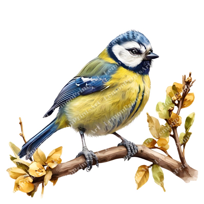 24 Blue Tit Bird Clipart,watercolor Bird Clipart, High Quality ...