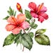 64 Hibiscus Flower 2 Clipart, Tropical Flower Graphics, High Quality ...