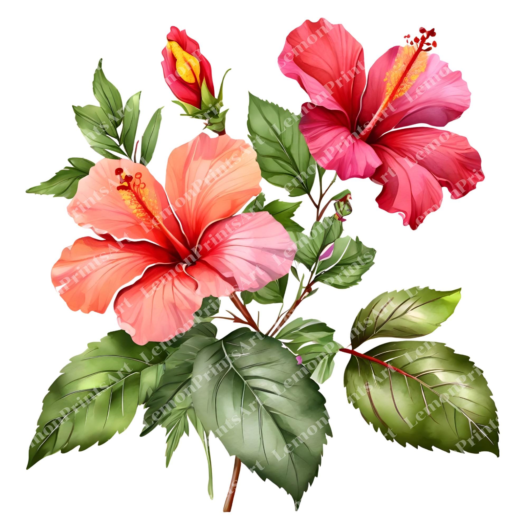 64 Hibiscus Flower #2 Clipart, Tropical Flower Graphics, High Quality ...