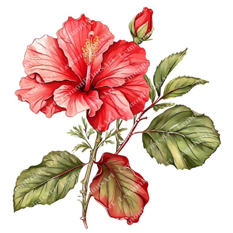 40 Red Hibiscus Flower Clipart, Tropical Hibiscus Clipart Bundle ...