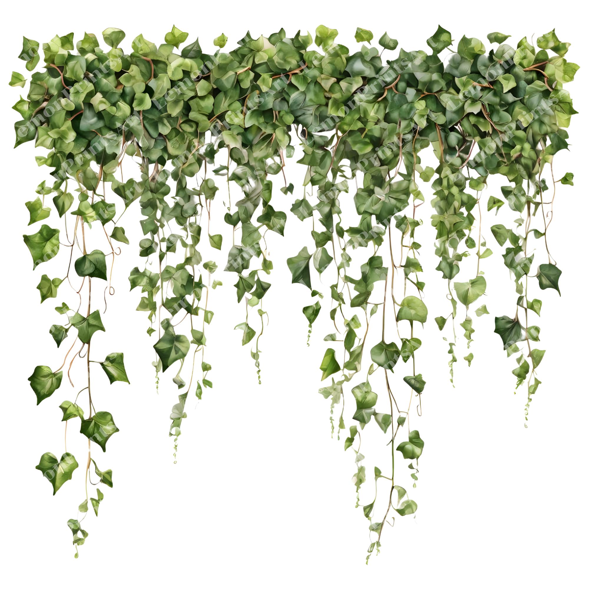 25 Ivy Vines Clipart, Watercolor Ivy Clipart Bundle, High Quality ...