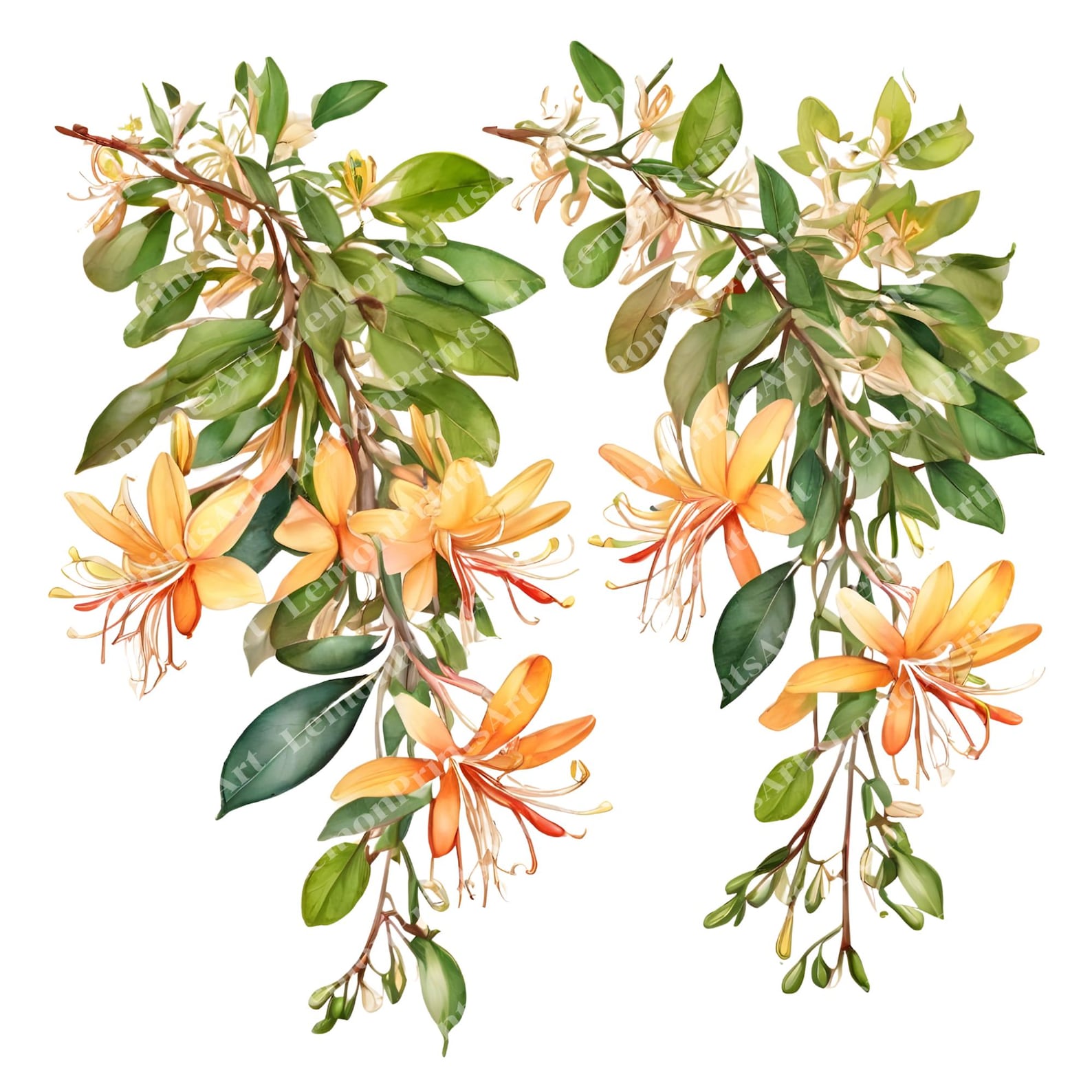 Honeysuckle Flower Clipart: Watercolor Spring Wedding PNG (digital ...