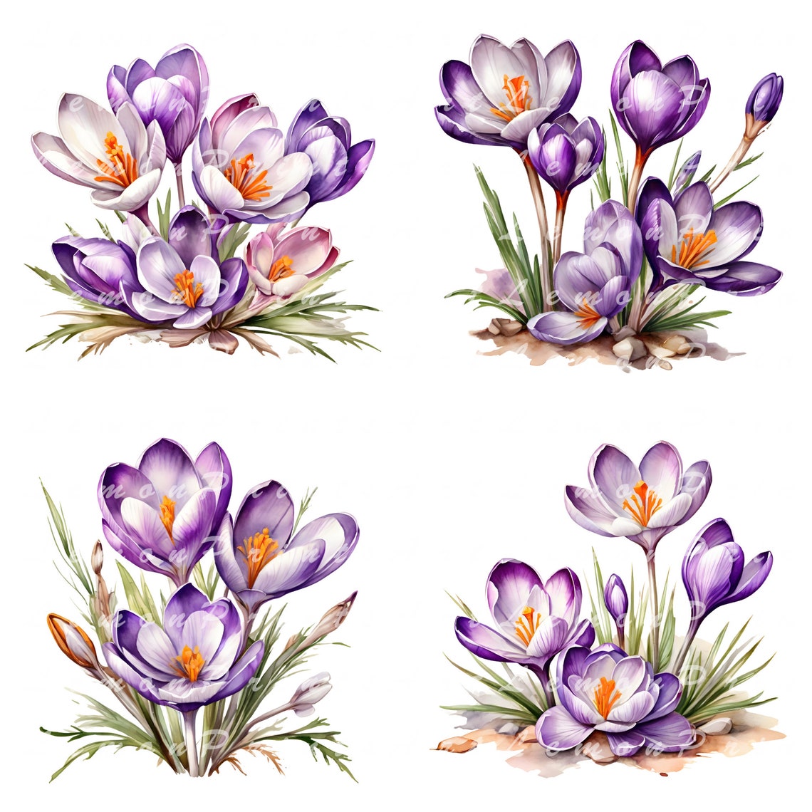 16 Crocus Clipart, Spring Flowers Clipart, Purple Flowers, High Quality ...