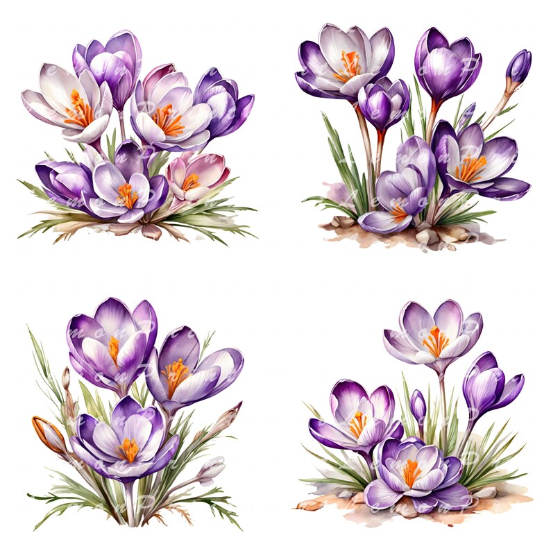 16 Crocus Clipart, Spring Flowers Clipart, Purple Flowers, High Quality ...