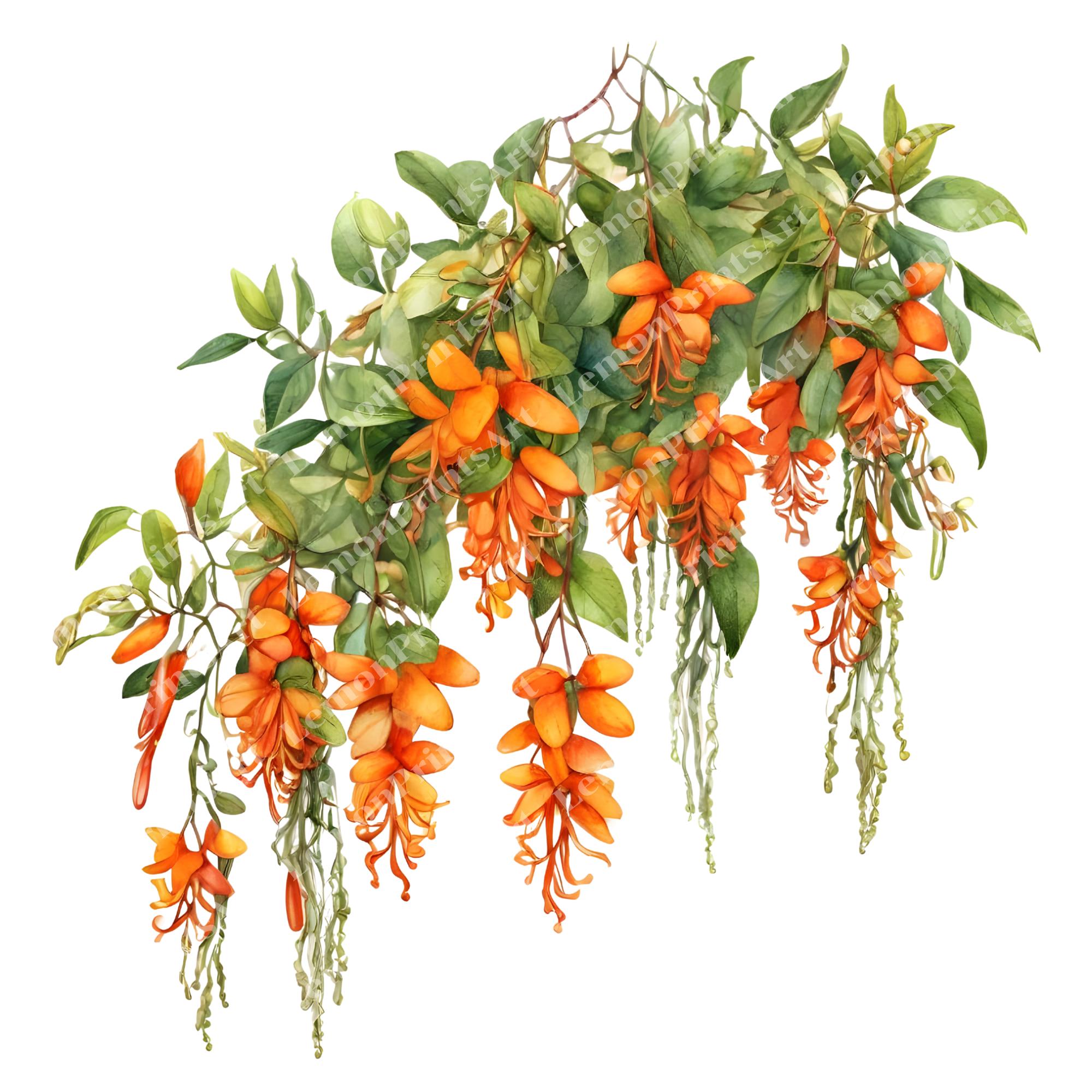 Watercolor Mexican Flame Vine Clipart: Fiesta Party PNG (digital ...