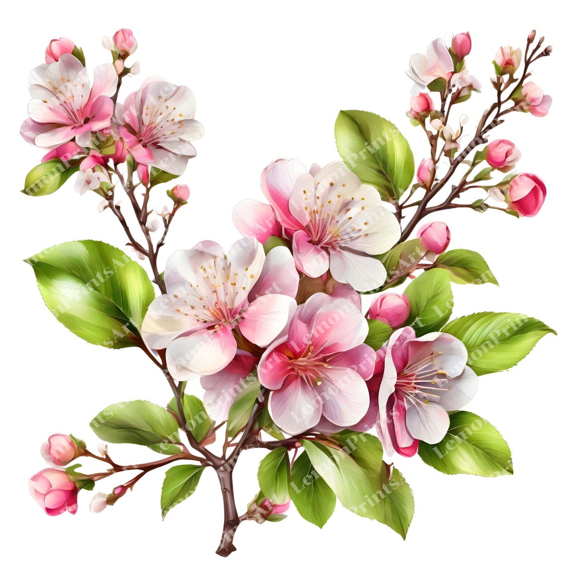 26 Apple Blossom Clipart, Watercolor Apple Blossom Flower, High Quality ...