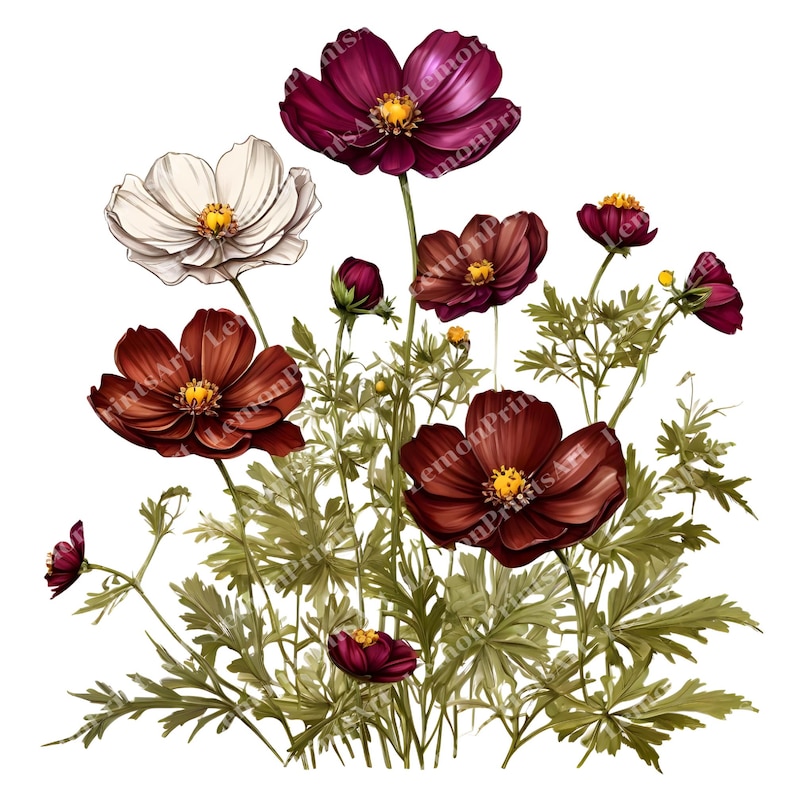 25 Chocolate Cosmos Clipart, Wildflower Spring, High Quality ...