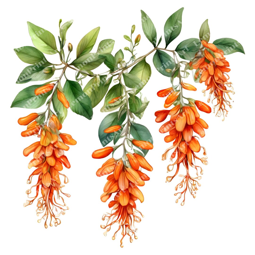 Watercolor Mexican Flame Vine Clipart: Fiesta Party PNG (digital ...