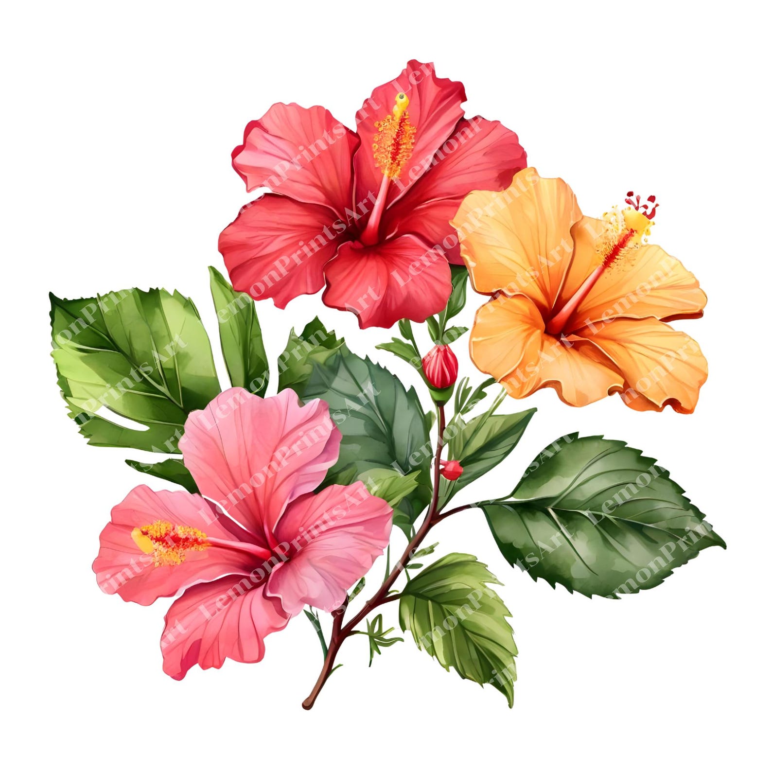 64 Hibiscus Flower 2 Clipart, Tropical Flower Graphics, High Quality ...