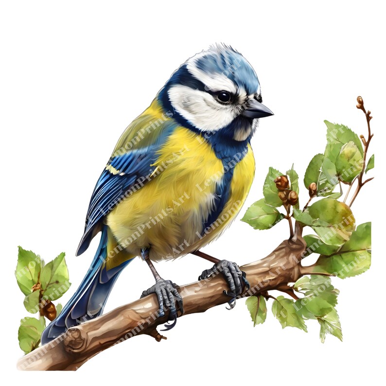 24 Blue Tit Bird Clipart,watercolor Bird Clipart, High Quality ...