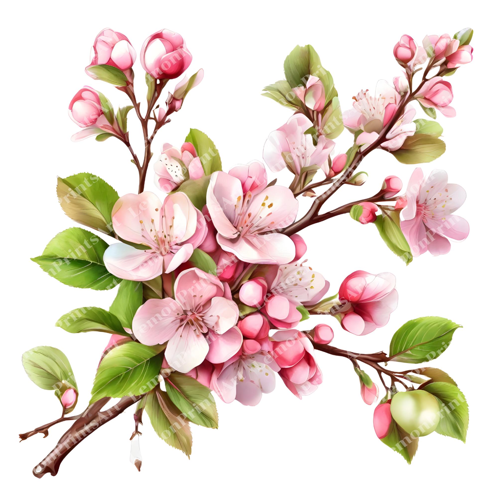 26 Apple Blossom Clipart, Watercolor Apple Blossom Flower, High Quality ...
