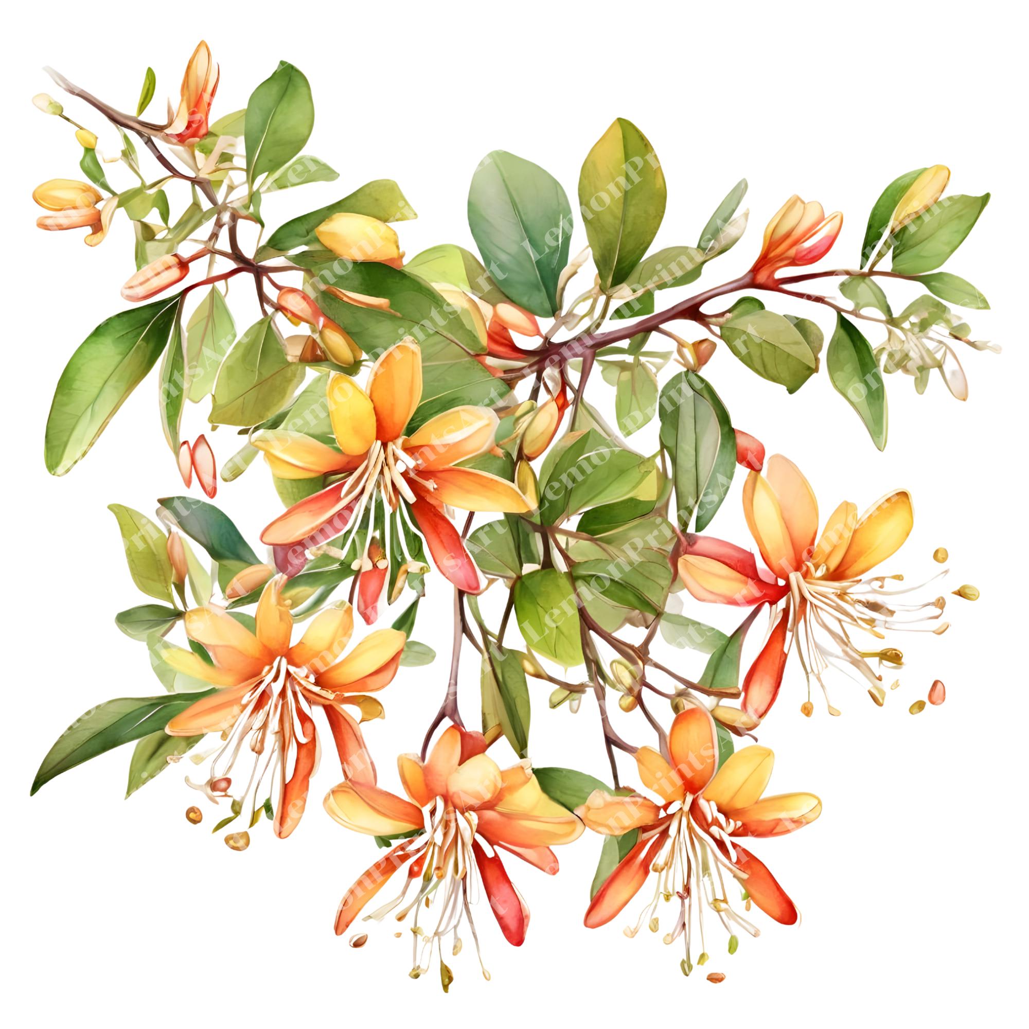 Honeysuckle Flower Clipart: Watercolor Spring Wedding PNG (digital ...
