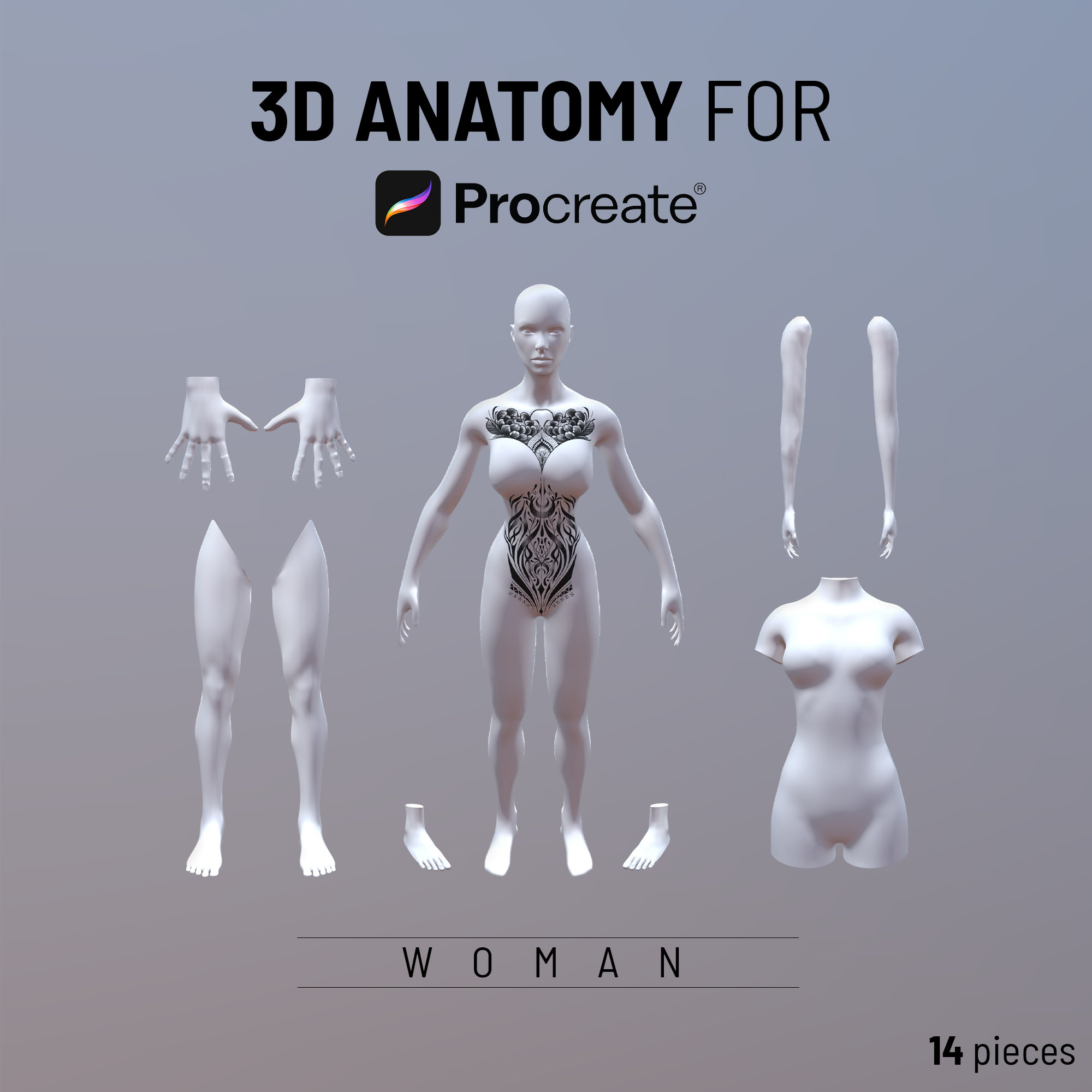 Procreate 3D Object , 3D Anatomy for Procreate, 3D Arm Model, 3D Leg Model, 3D Torso, Procreate ...