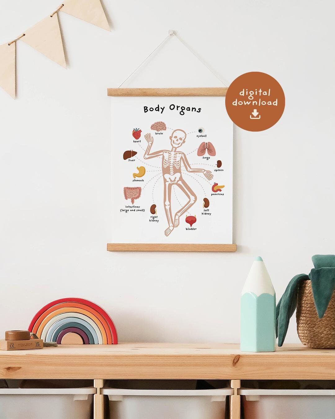 Body Organs Poster, Human Anatomy Printable, Nursery Wall Art Decor ...
