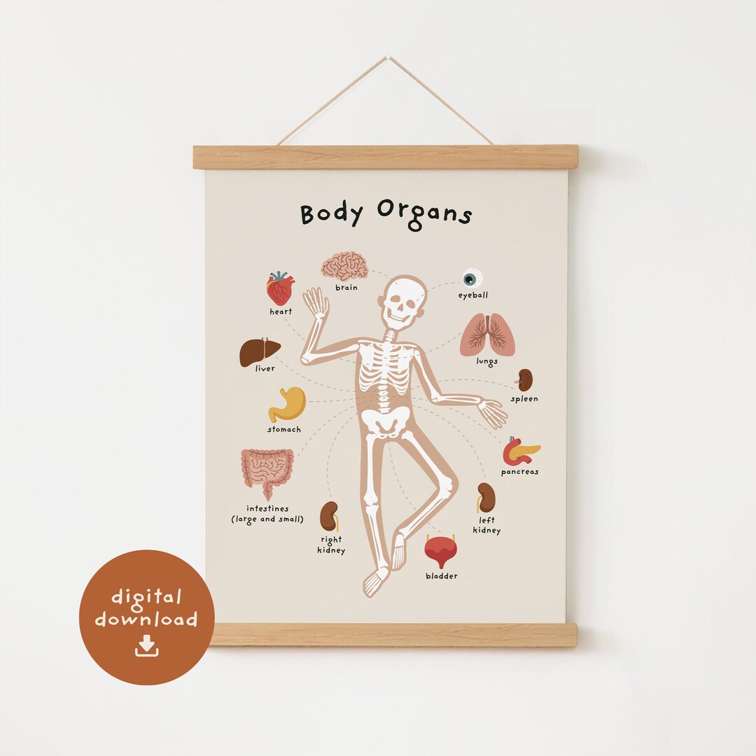 Human Body Organs Print, Anatomy Printables, Nursery School Decor, Kids ...