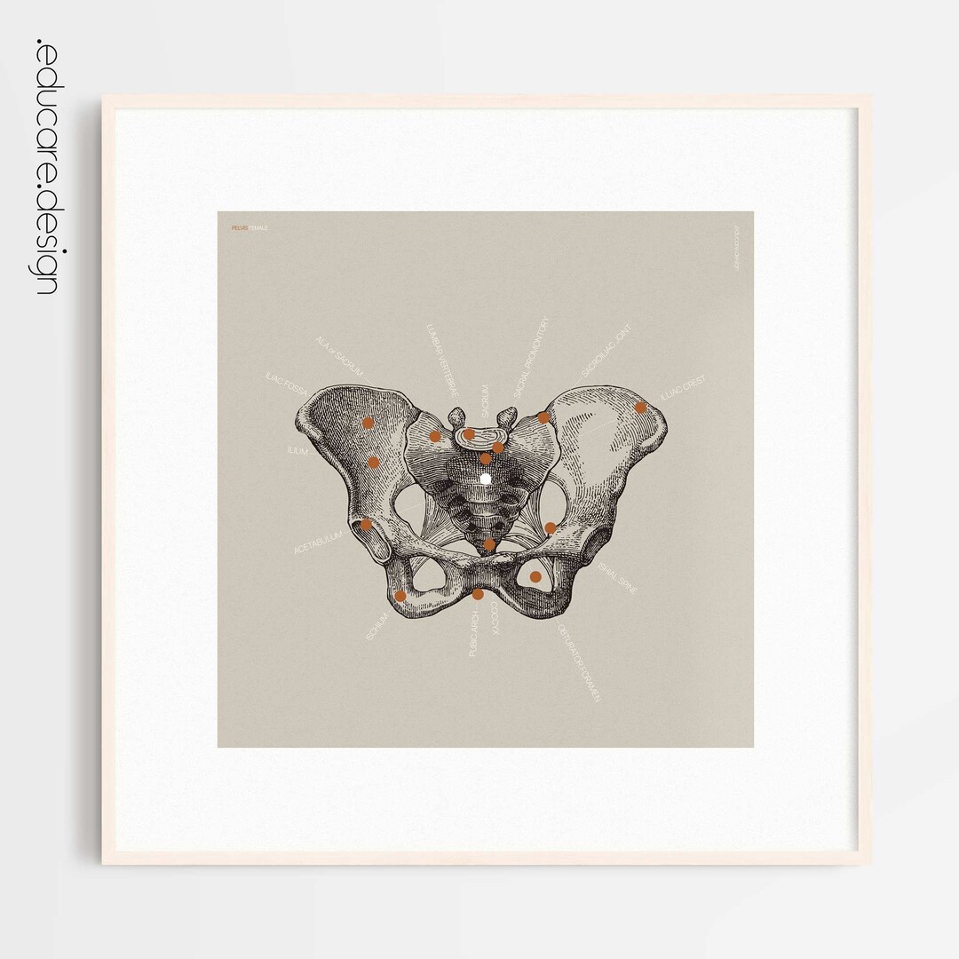 Pelvis, Female 2 Versions Included - Etsy