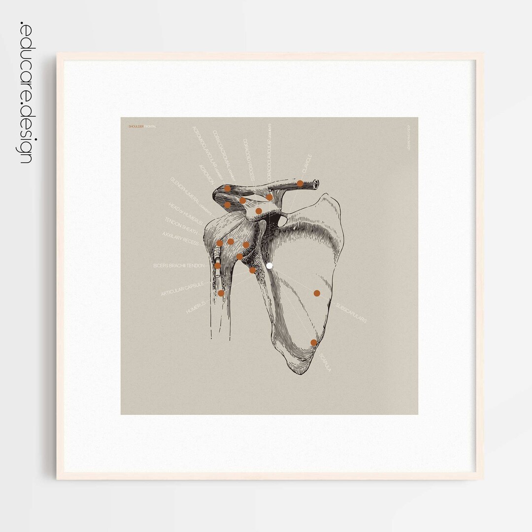 Shoulder, Frontal 2 Versions Included - Etsy