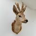 Vintage Roe Deer Head Mount - 4 Point Antlers - Etsy