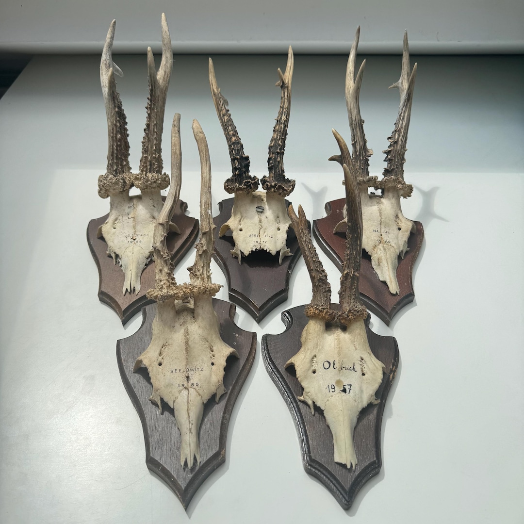 Vintage Roe Deer Antlers – Rustic Wall Mount – 1950s–1970s Hunting ...