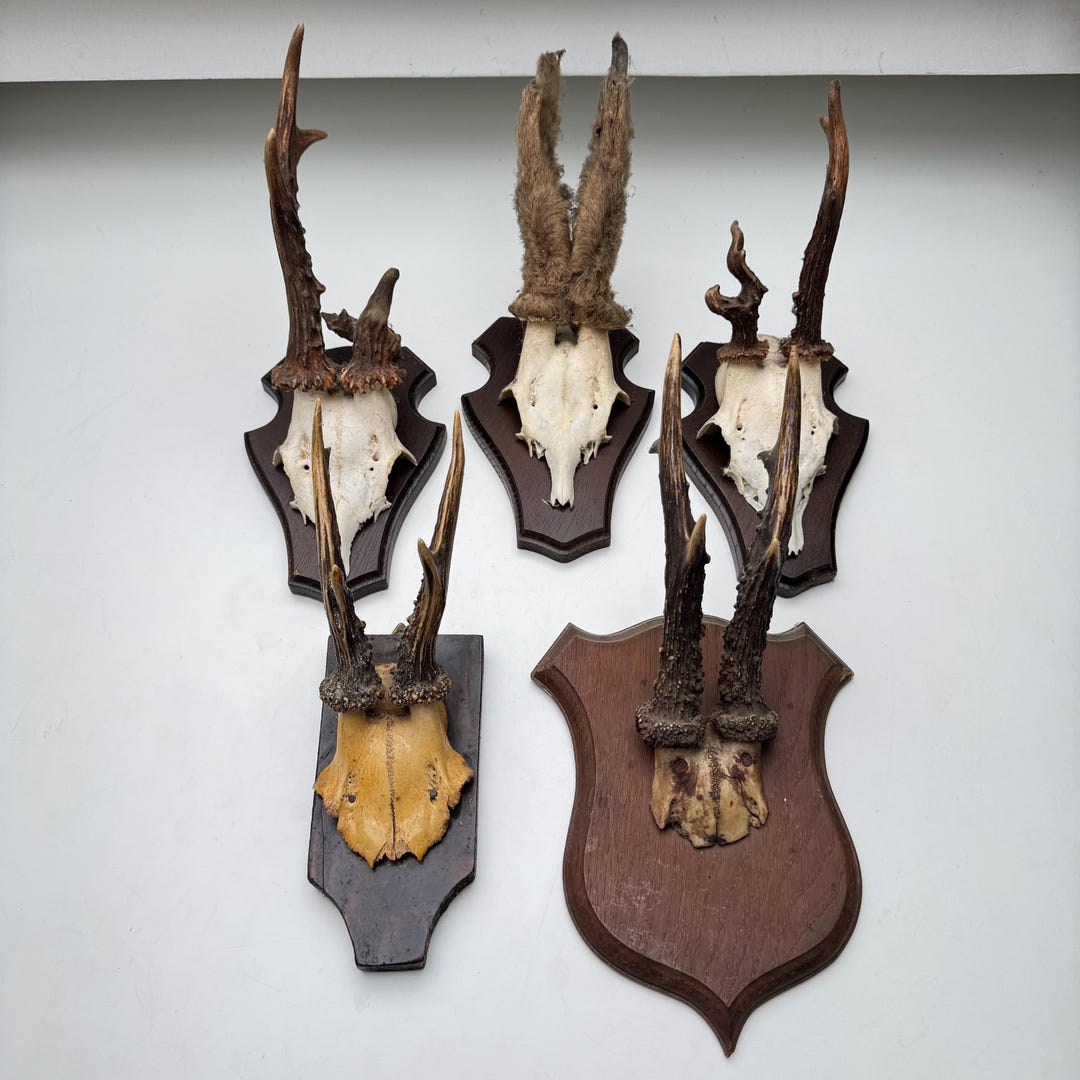 Vintage Roe Deer Antlers – Mounted on Wooden Plaque (1990s) - Etsy