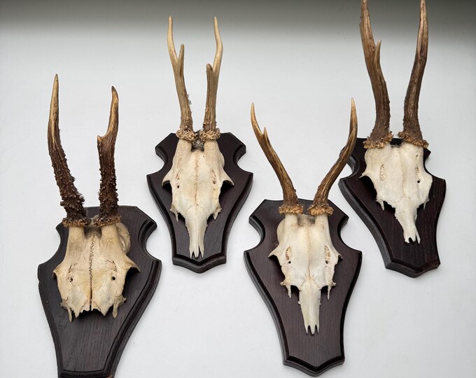 Vintage Roe Deer Antlers – Mounted on Wooden Plaque (1980s–1990s) - Etsy