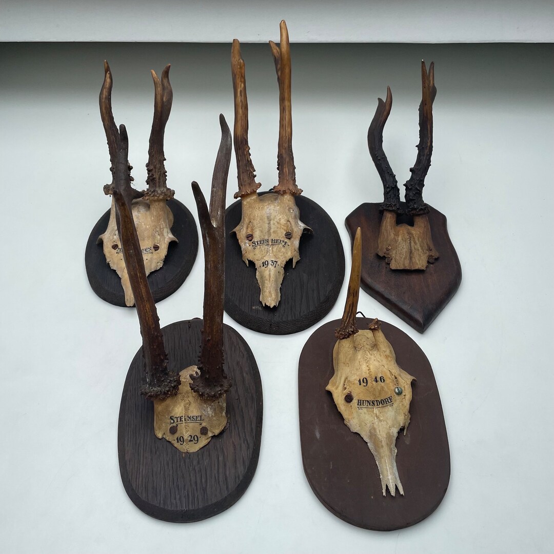 Vintage Roe Deer Antlers Mounted on Board - Hunted in Luxembourg (1930s ...