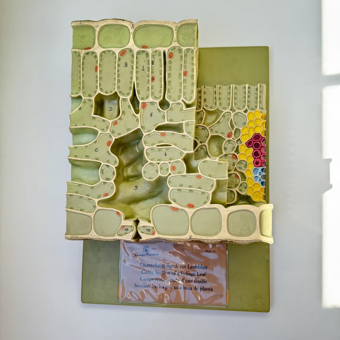 Vintage Somso Foliage Leaf Cross Section Model – West Germany ...