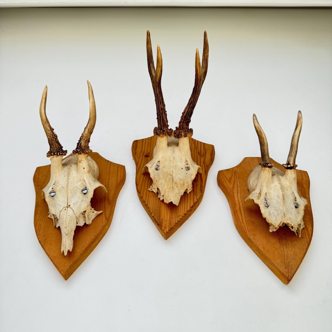 Vintage Roe Deer Antlers – Mounted on Wooden Plaque (1960s–1970s) - Etsy
