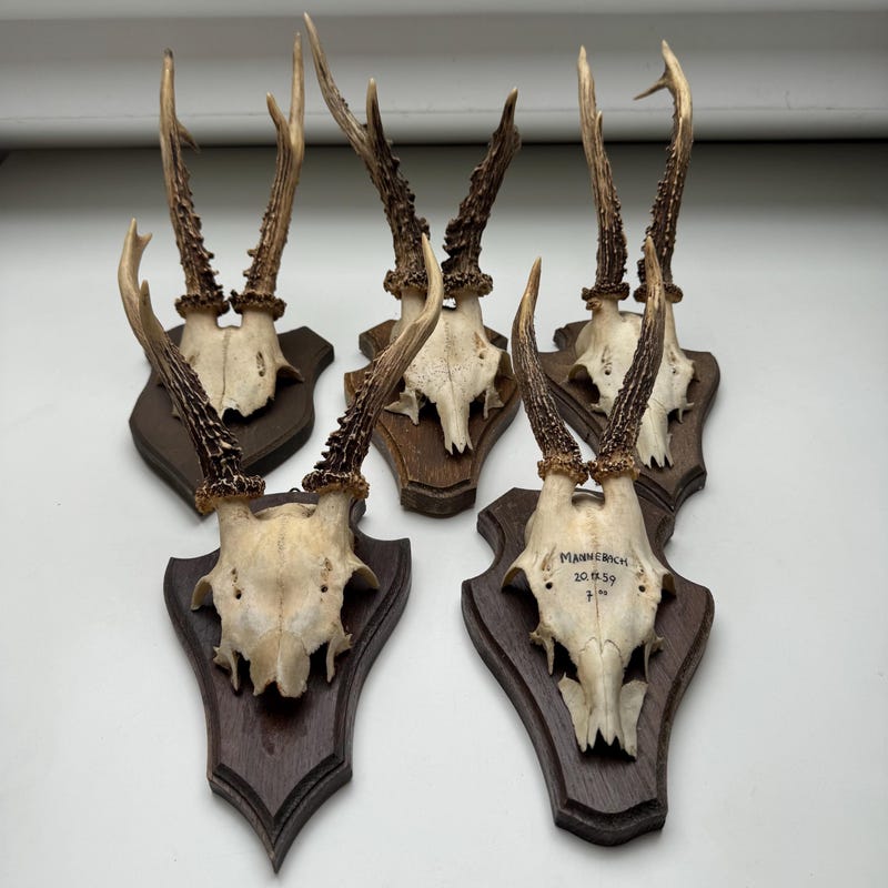 French Antler Mount - Etsy