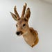 Vintage Roe Deer Head Mount - 4 Point Antlers - Etsy