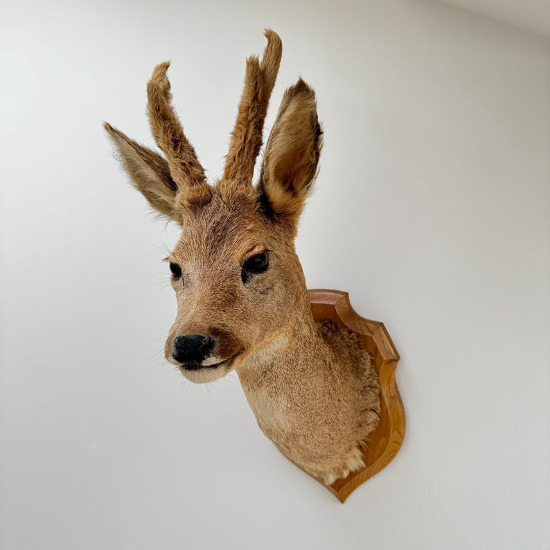 Vintage Roe Deer Head Mount - 4 Point Antlers - Etsy