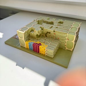 Vintage Somso Foliage Leaf Cross Section Model – West Germany ...