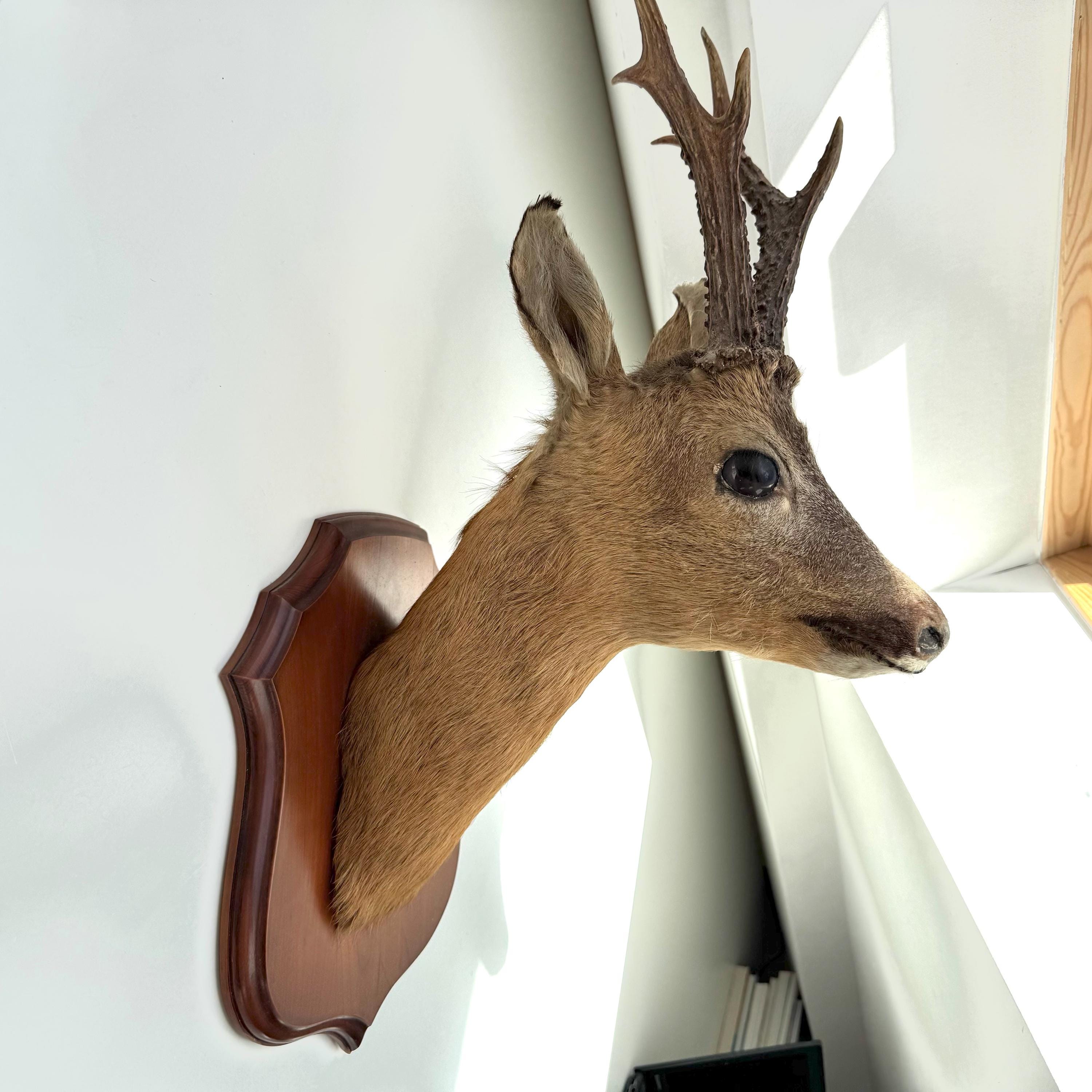 Vintage 6-point Roe Deer Head Mount – Hunting Trophy – 1980s - Etsy