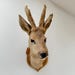 Vintage Roe Deer Head Mount - 4 Point Antlers - Etsy
