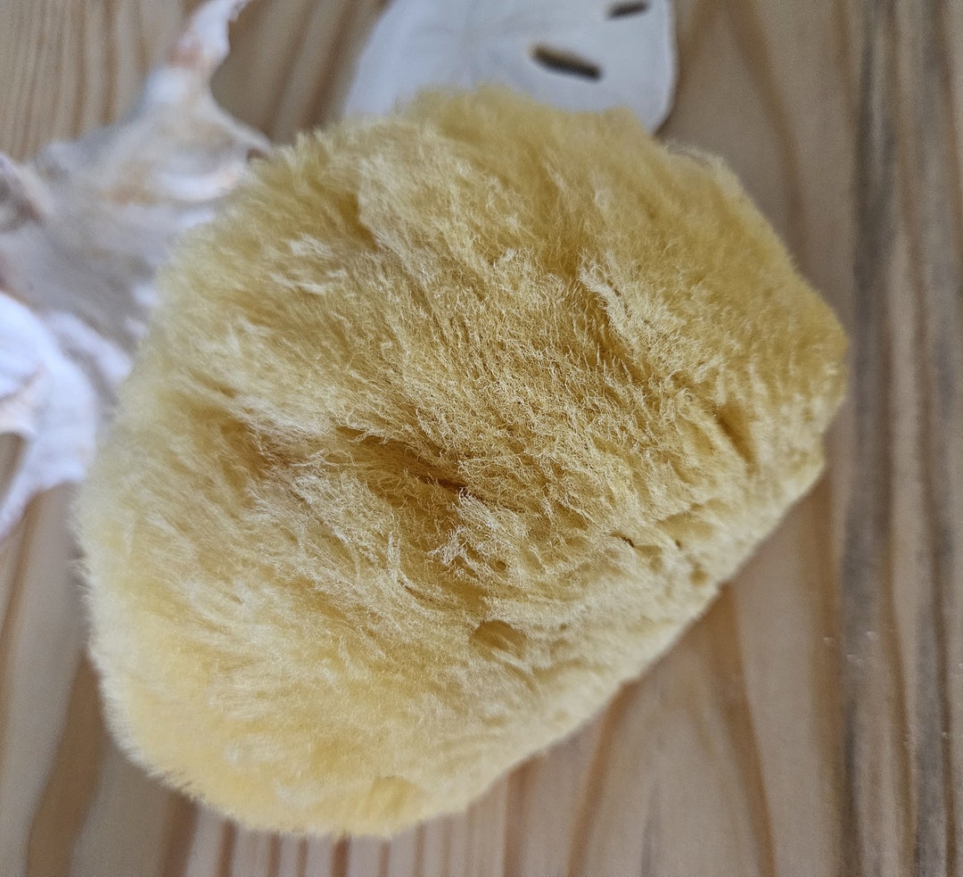 Caribbean Grass Sea Sponge - Etsy