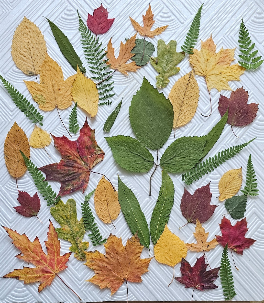 35 Pcs of Real Dried Pressed Mix Leaves, Different Leaves. Botanical ...