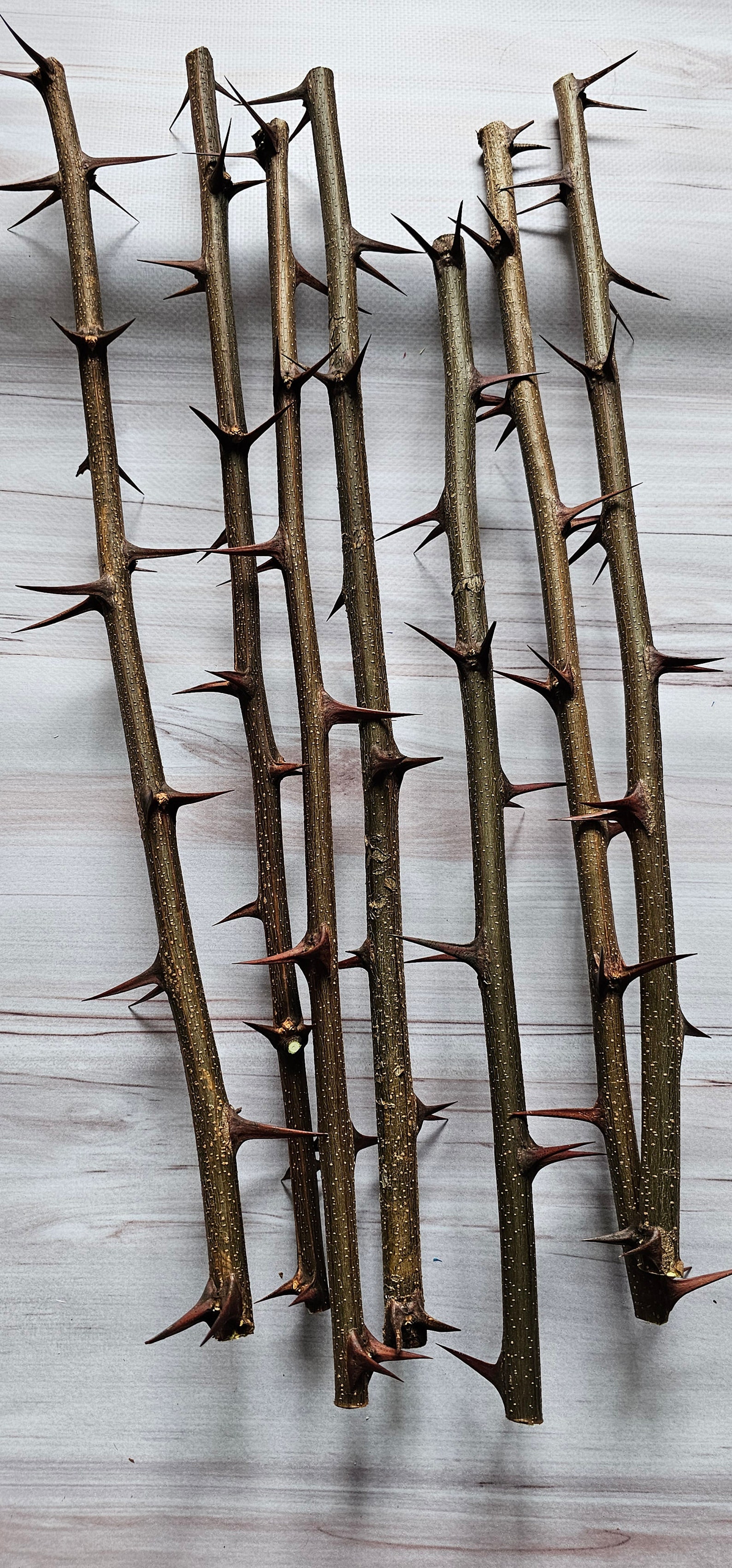 15 Acacia Branches,thorn Branches,thorny Twigs , Sharp Branches for Craft Natural Supplies ...