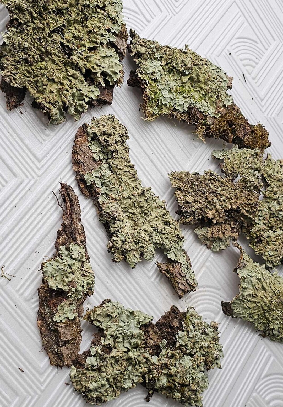 7 Pcsbark With Lichens and Mosses,natural Terrarium Decor,safe for the ...