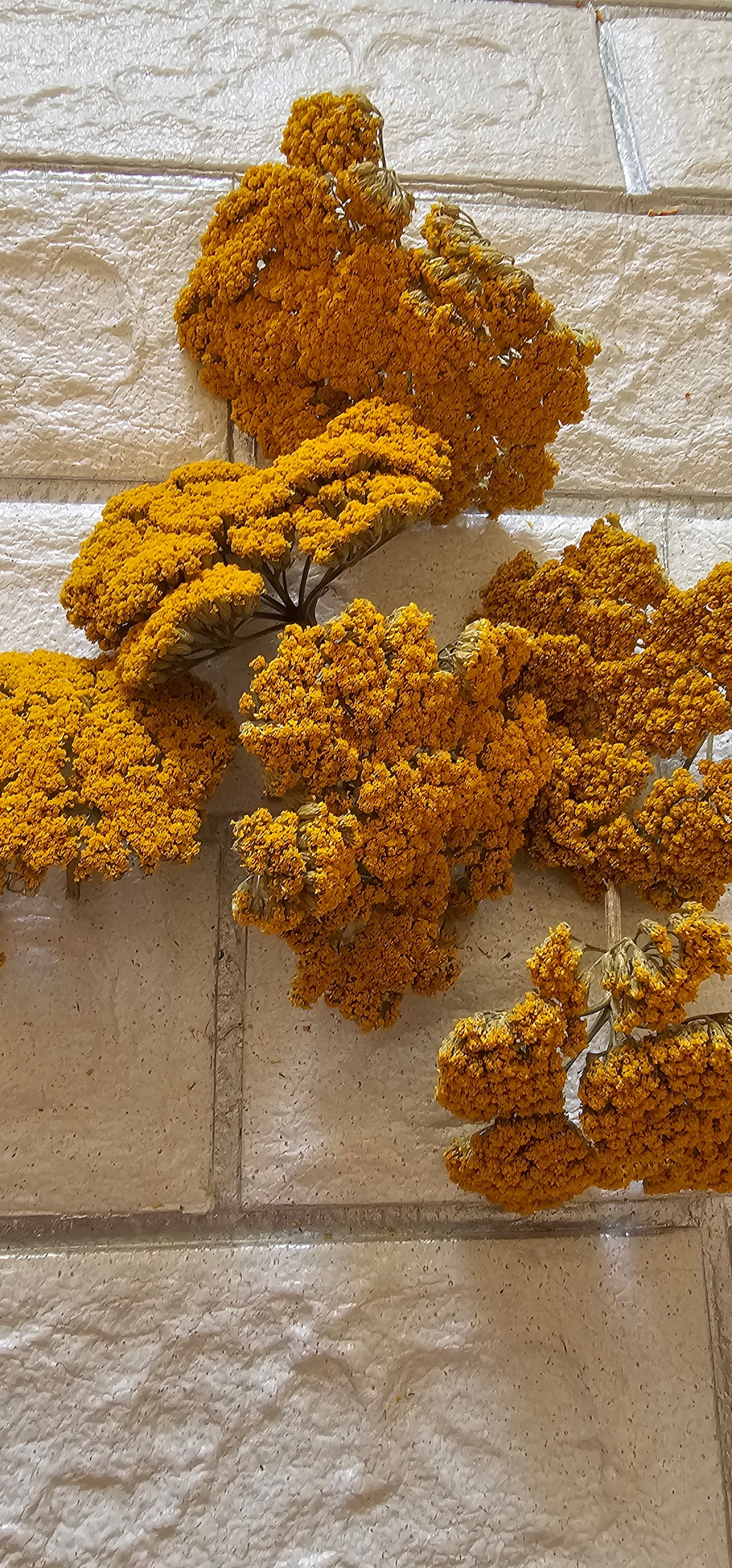 25 Dried Yarrow Heads, Dried Yellow Flowers, Wedding Decoration, Fall ...