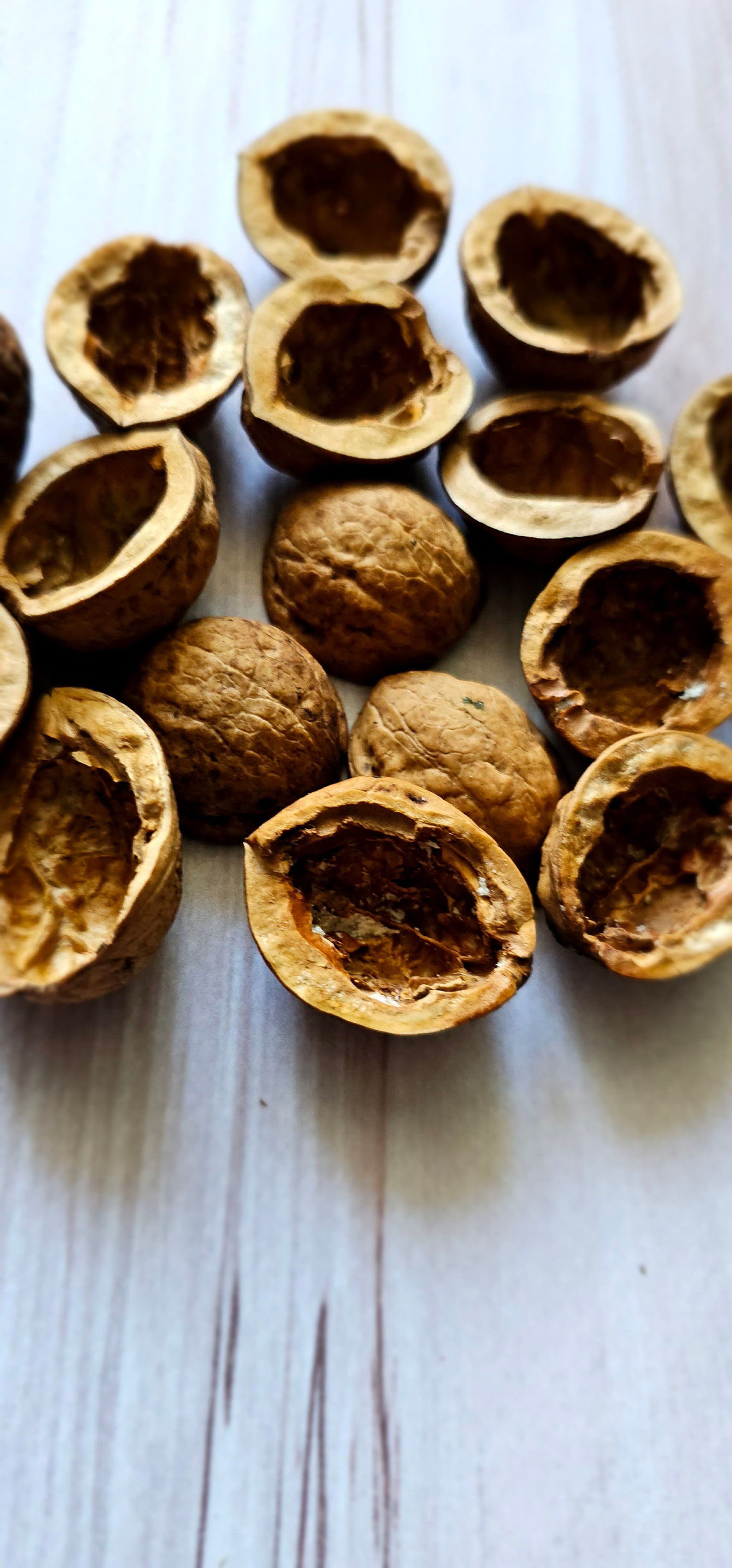 Natural Walnut Shell Halves, Craft Supply, Wedding Ornament - Etsy