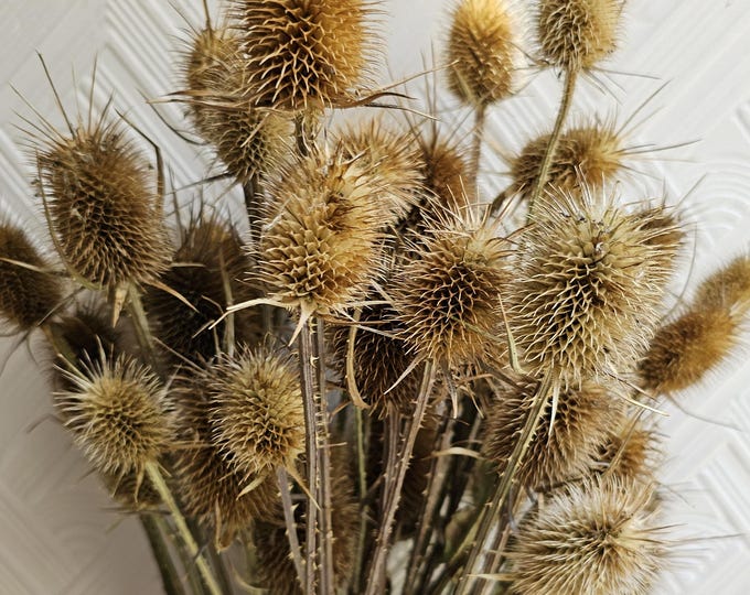 15 Stems Long 40cm Blue Dried Thistles,preserved Flowers, Floral ...