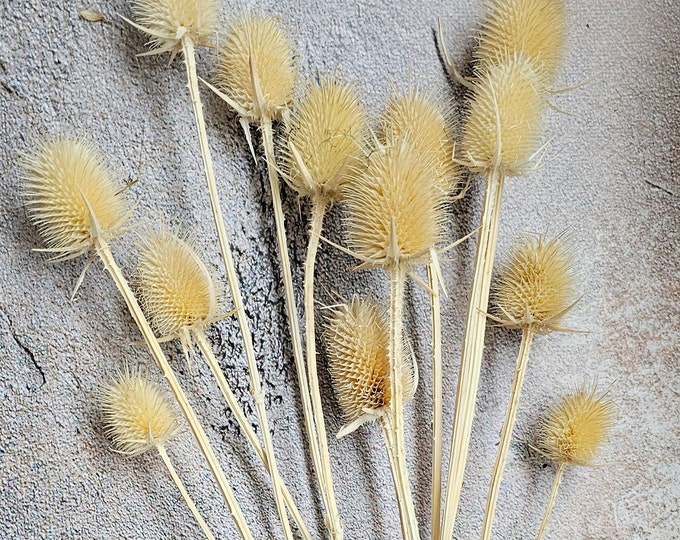 15 Stems Long 40cm Blue Dried Thistles,preserved Flowers, Floral ...