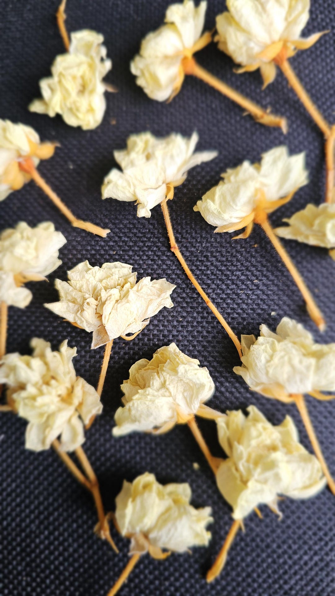 15 White Dried Rose Buds, Miniature Flowers for Crafts - Etsy