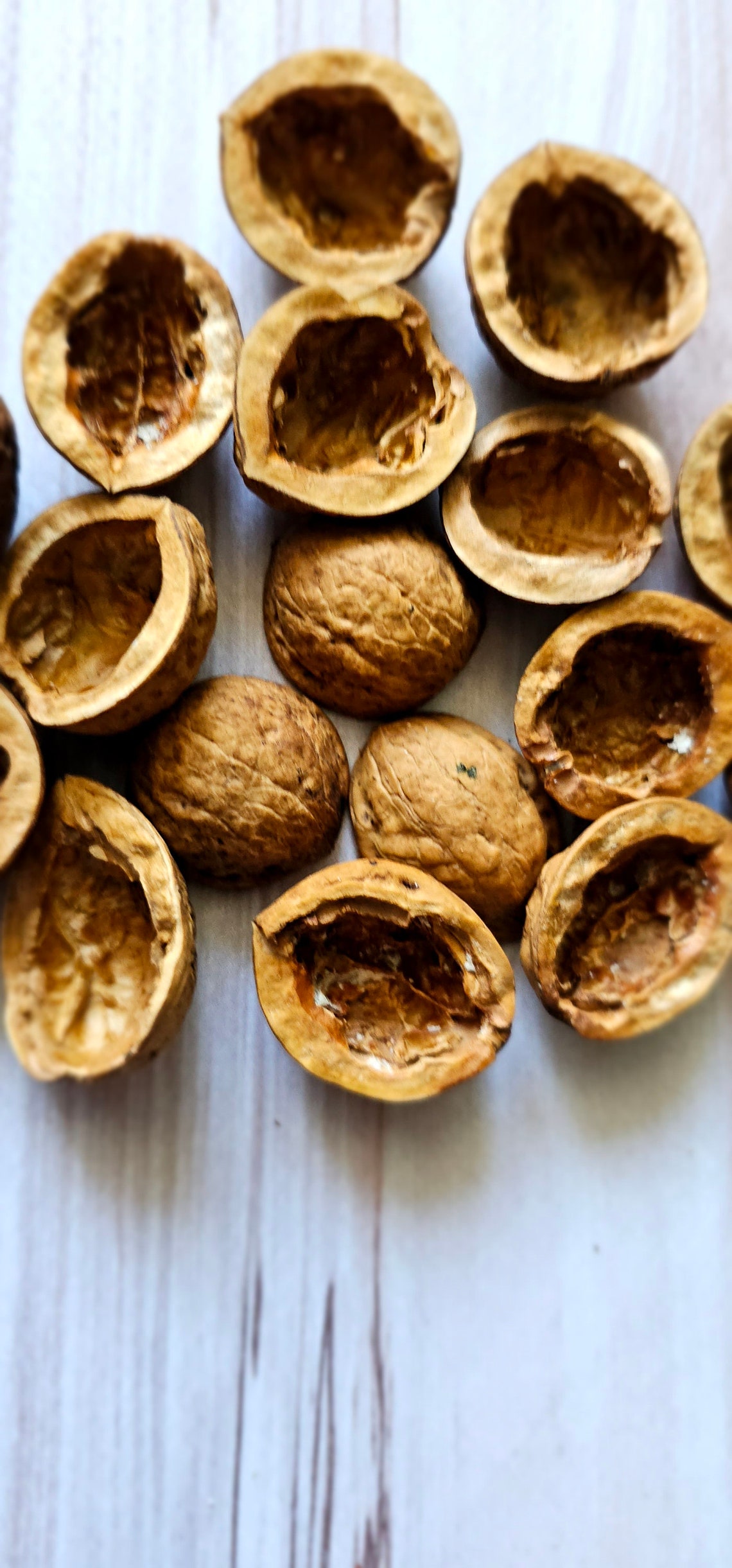 Natural Walnut Shell Halves, Craft Supply, Wedding Ornament - Etsy
