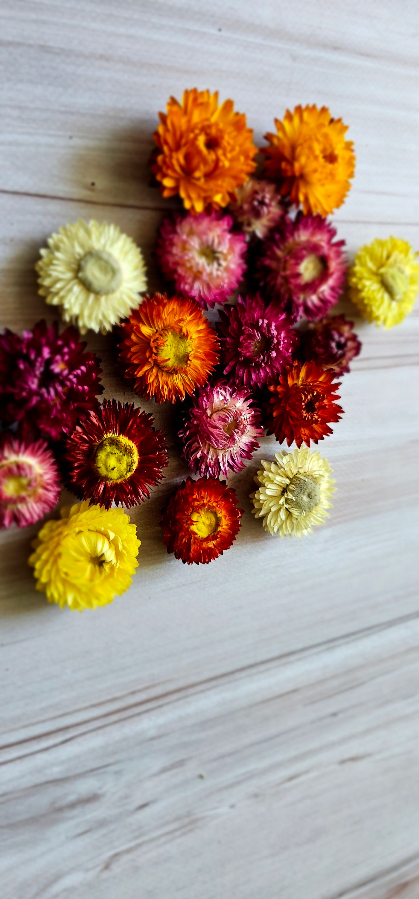 100 Dried Strawflower Heads, Craft DIY Supplies - Etsy