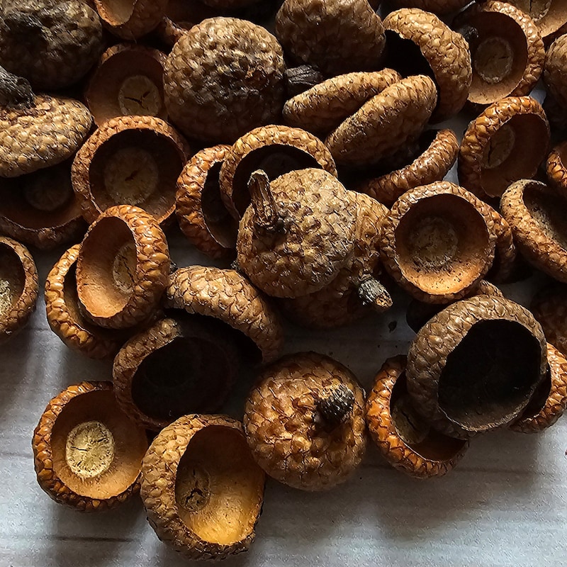 Acorn Caps - Etsy