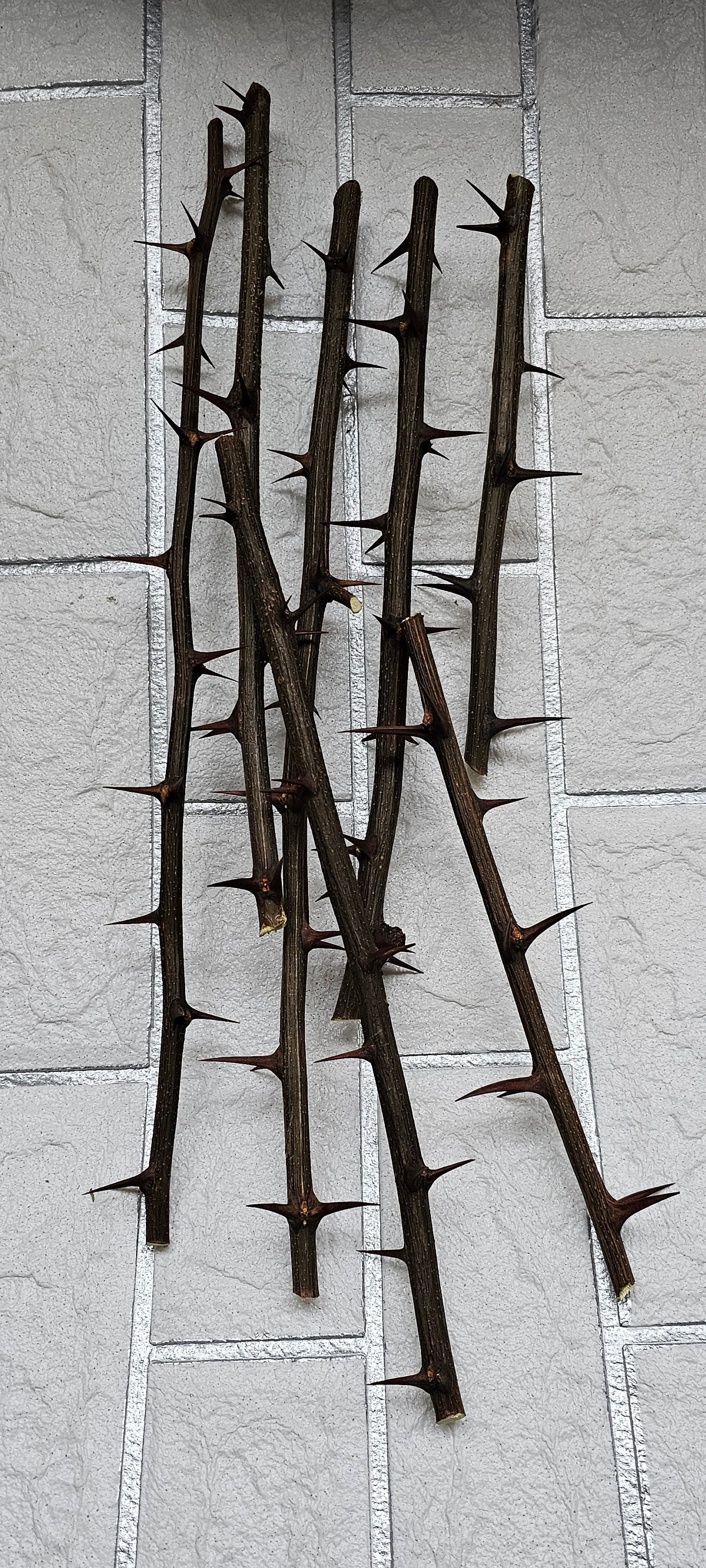15 Acacia Branches,thorn Branches,thorny Twigs , Sharp Branches for ...